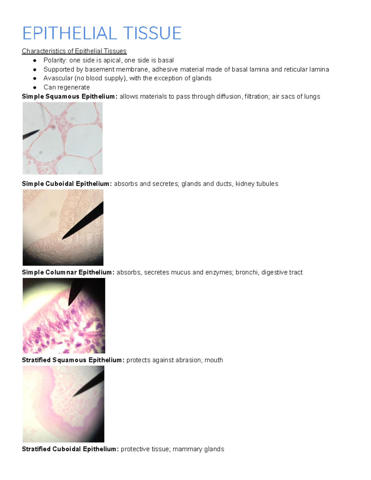 lecture cell and example - EPITHELIAL TISSUE Characteristics of ...