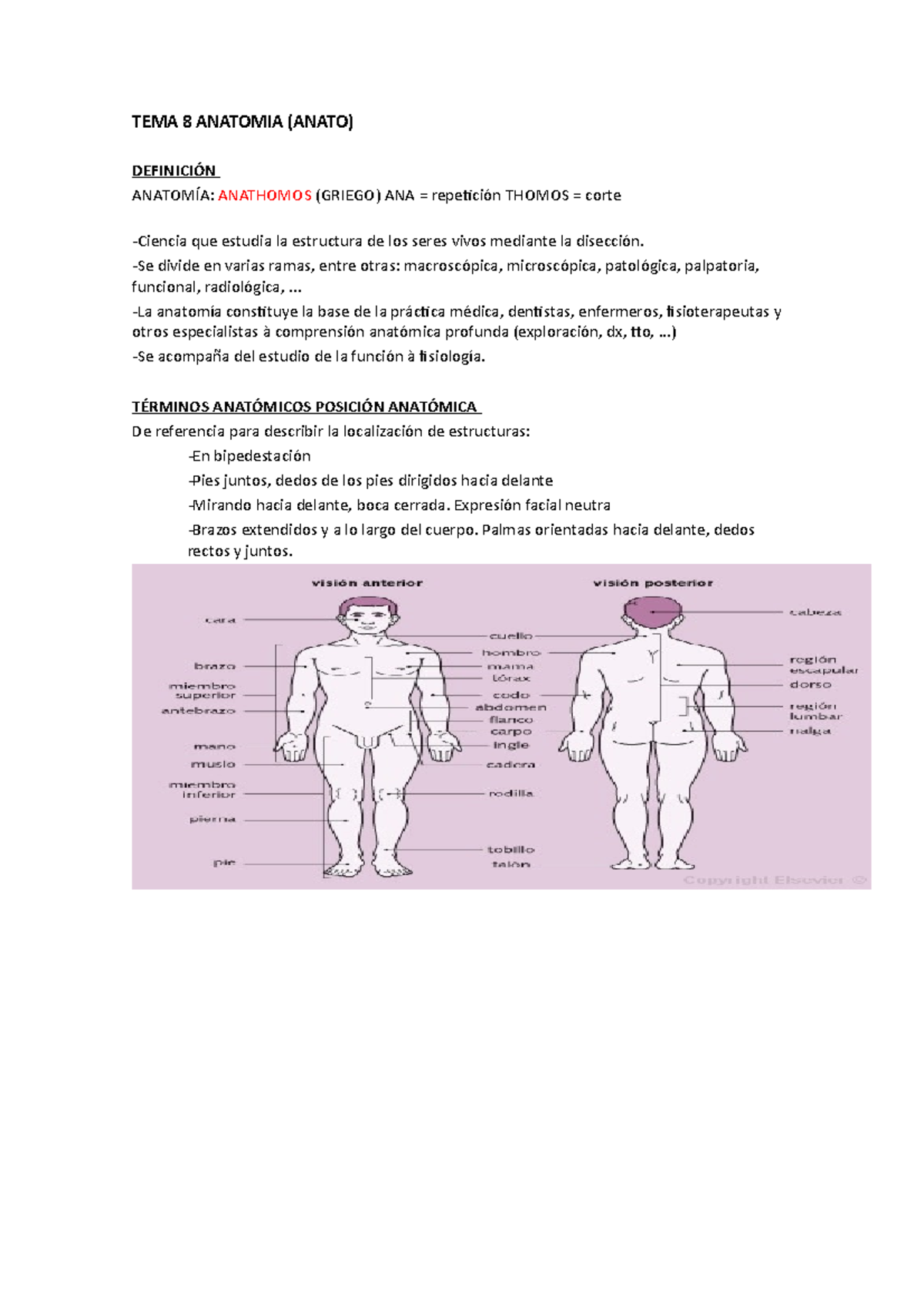 Anatomia - Anatomia tema 8 - TEMA 8 ANATOMIA (ANATO) DEFINICIÓN ...