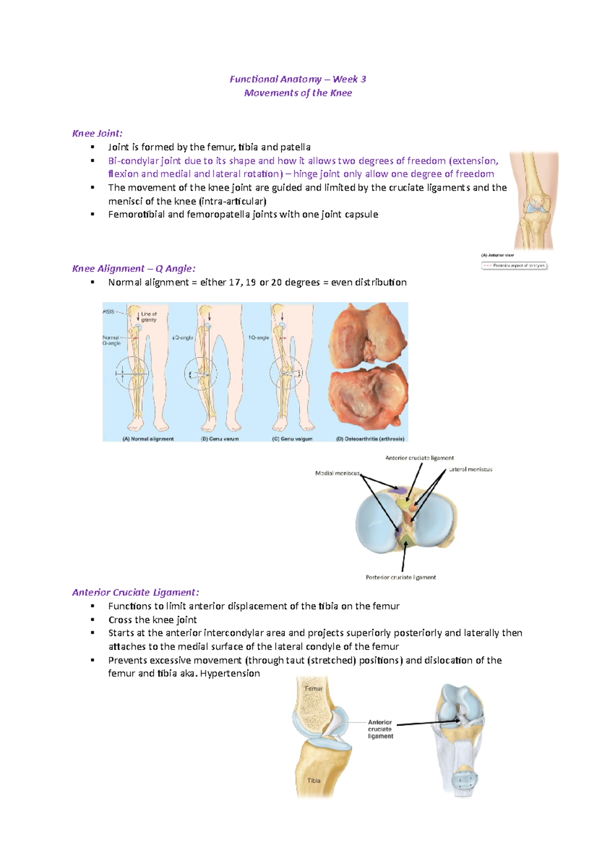 FA Wk 3 Knee Joint and Thigh Region - Functional Anatomy – Week 3 ...