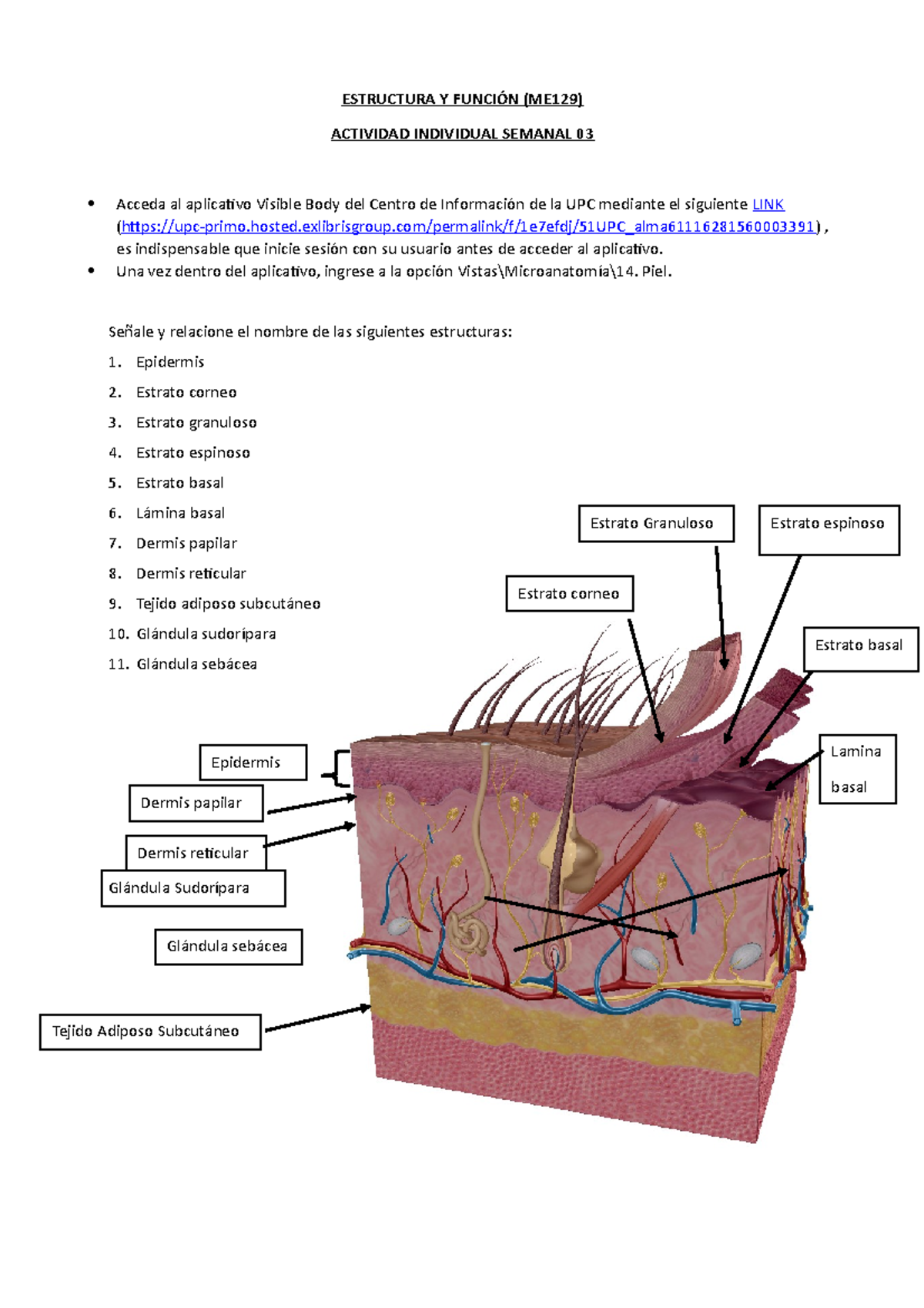 Estructura y Función Semana 3 - ESTRUCTURA Y FUNCIÓN (ME129) ACTIVIDAD ...