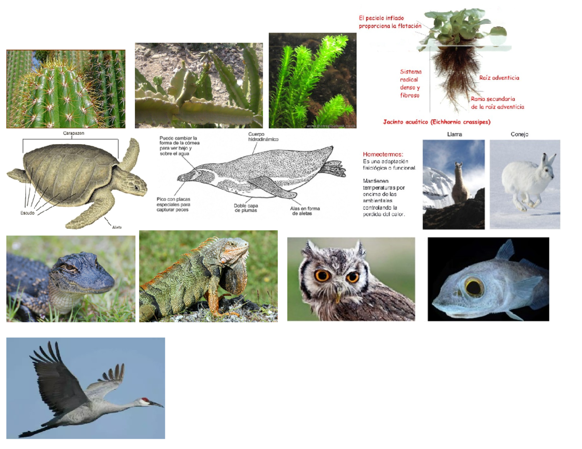 Adaptaciones imagenes - Biología del Desarrollo Animal - UTN - Studocu