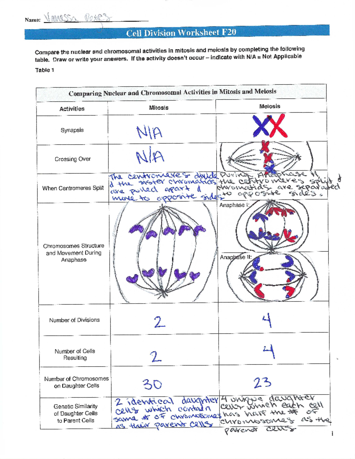 Cell Division WS - BIO-181L - Studocu