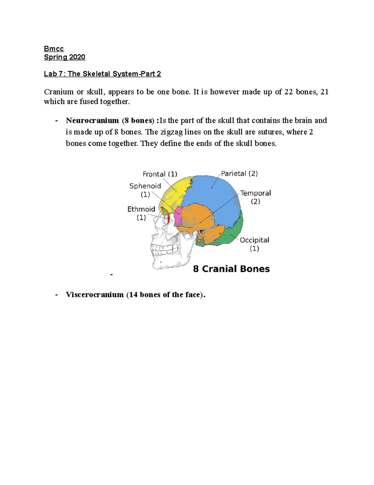 Lab 7 Anatomy - Bmcc Spring 2020 Lab 7: The Skeletal System-Part 2 ...