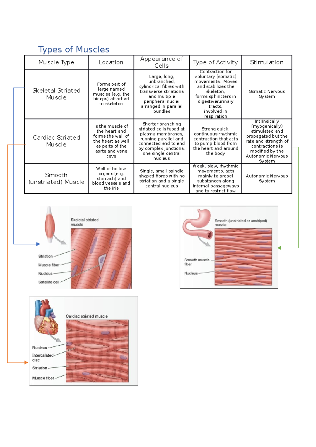 Muscles and Bones Factfile - Types of Muscles Muscle Type Location ...