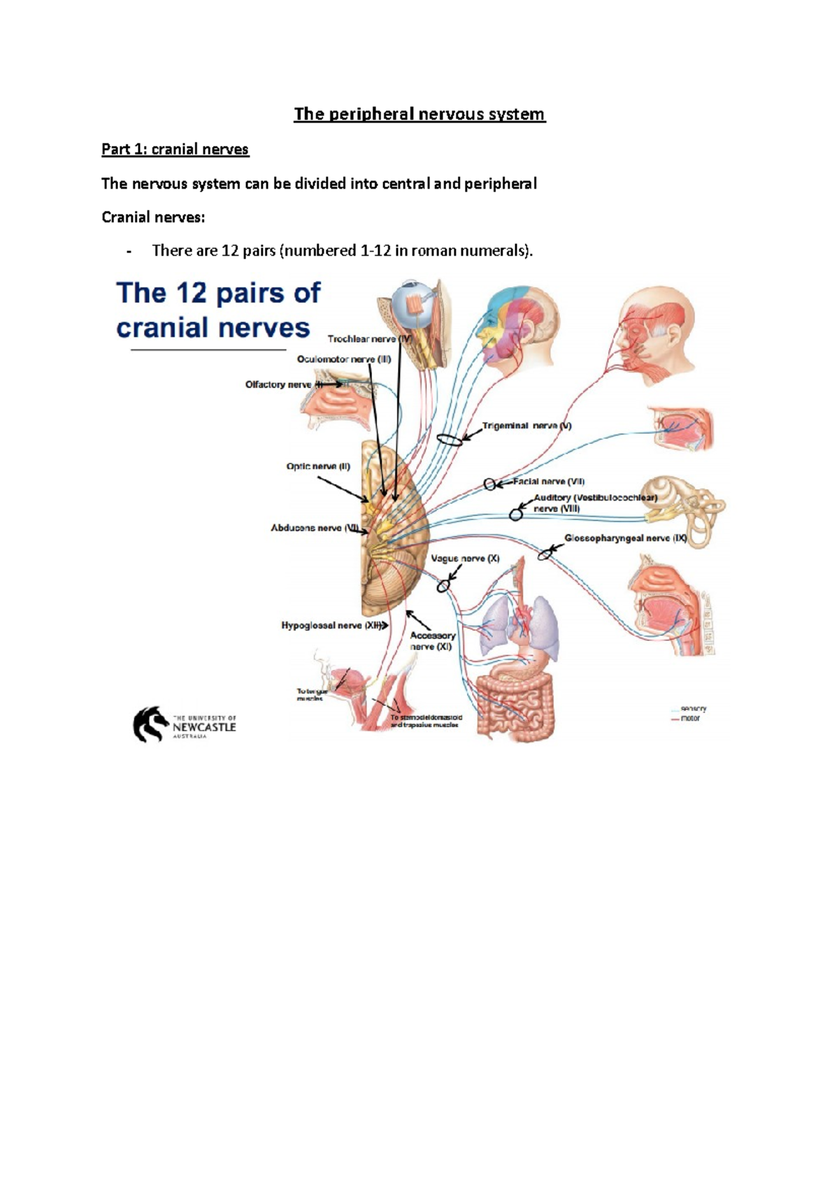 Week 2 The peripheral nervous system - The peripheral nervous system ...