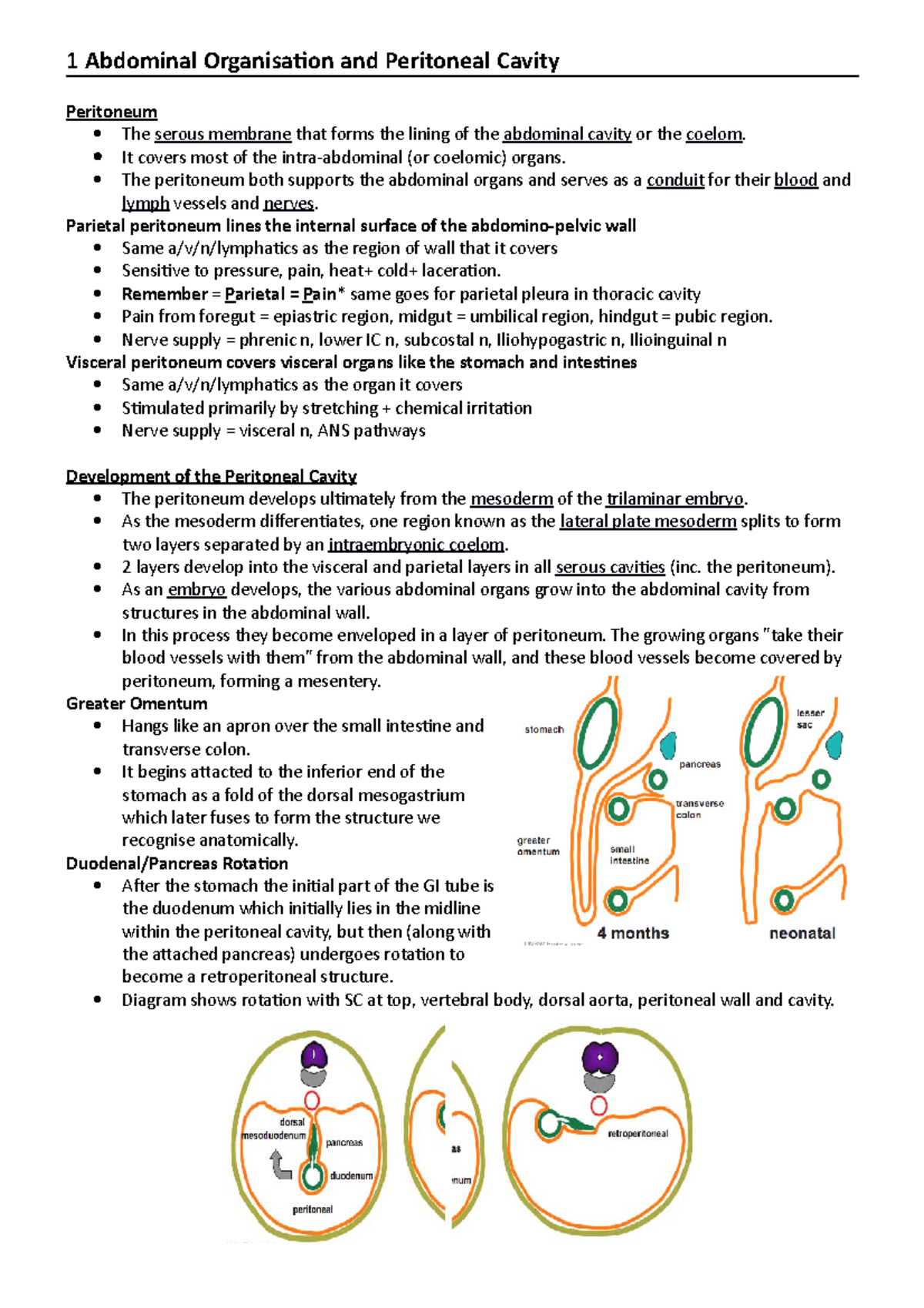 1 Abdominal Organisation and Peritoneal Cavity - It covers most of the ...