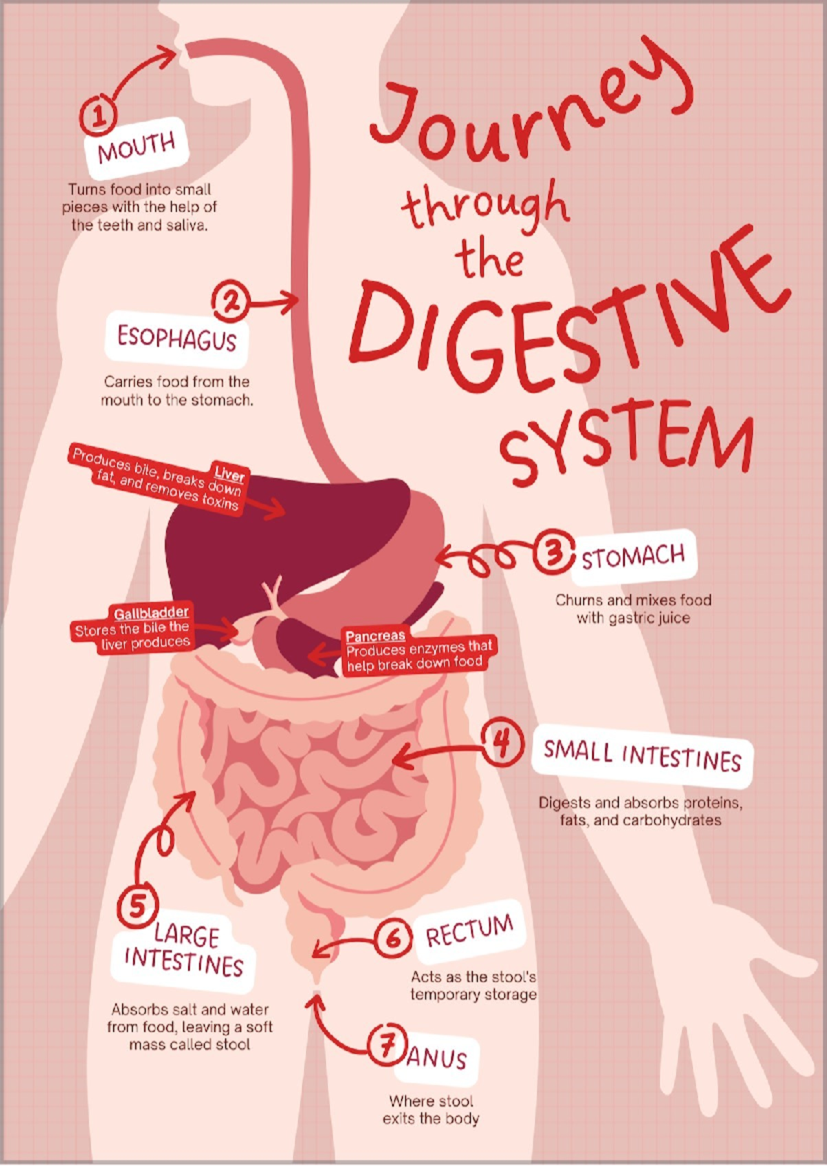 The Digestive System - a lmslqms - Social Psychology - Studocu