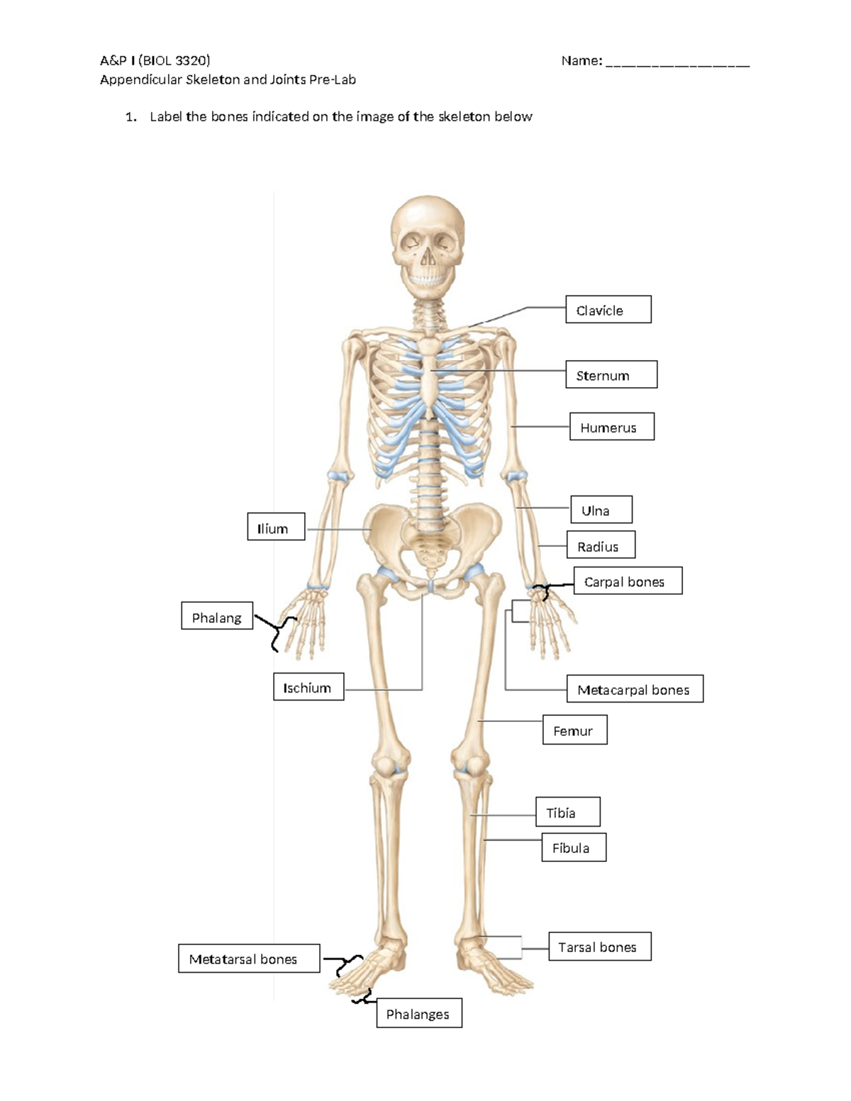 Anatomy Prelab 4 activities of the skeletal system. - Appendicular ...