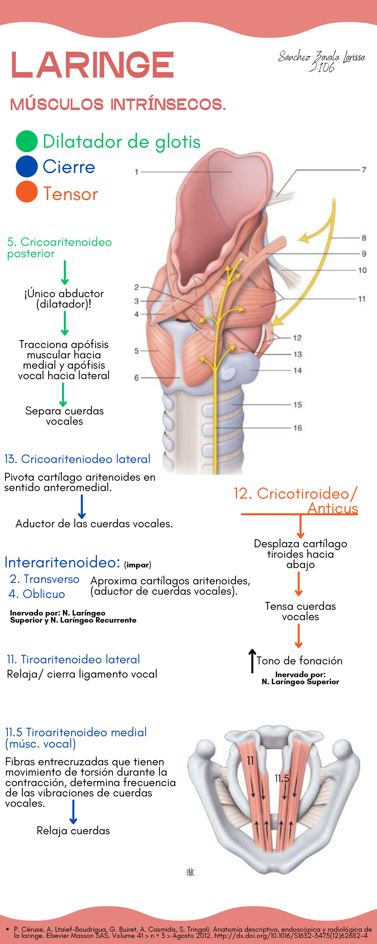 Infografía músculos intrínsecos de Laringe - 12. Cricotiroideo/ Anticus ...