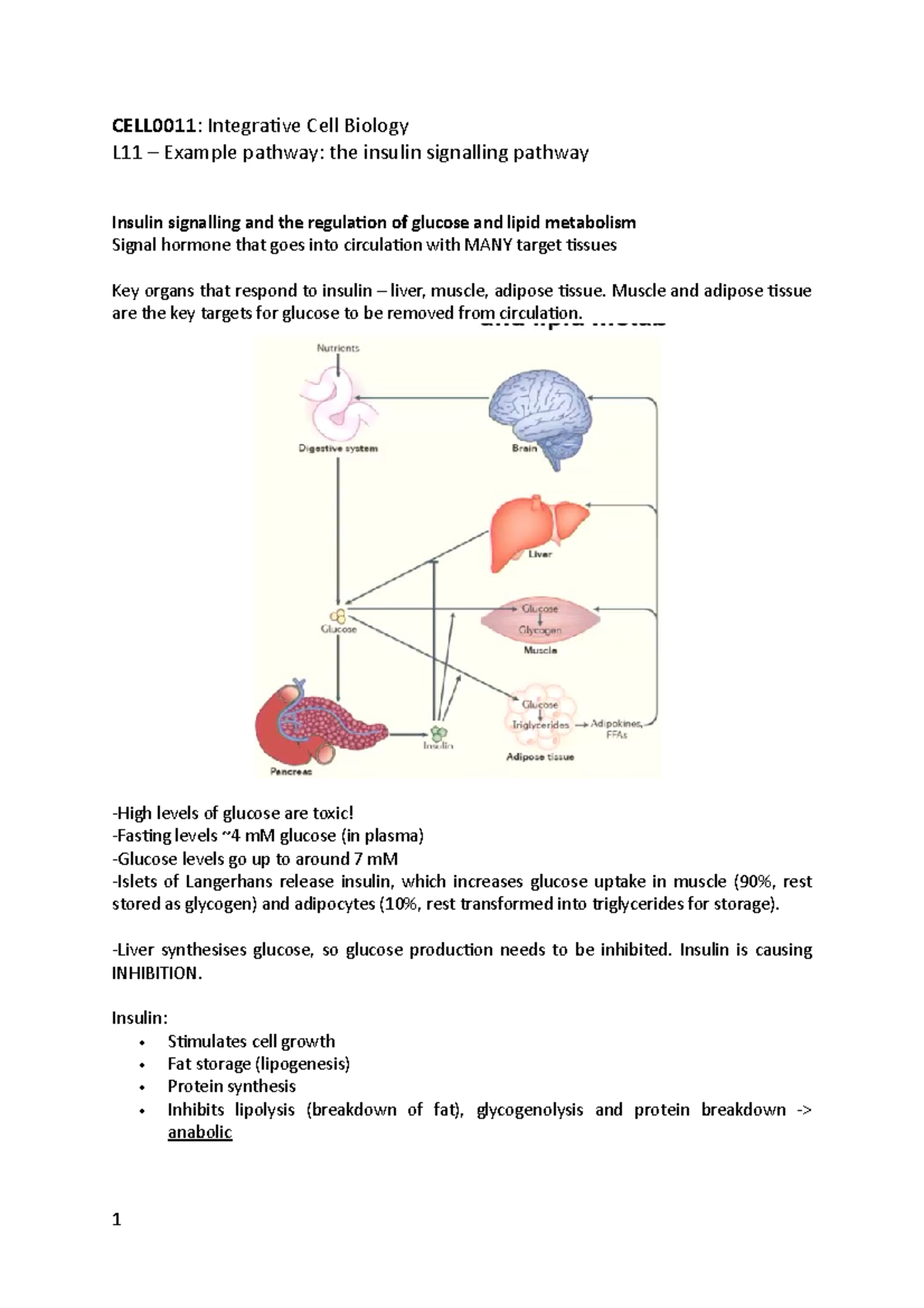 Insulin Signalling Pathway in Cell Biology - Studocu