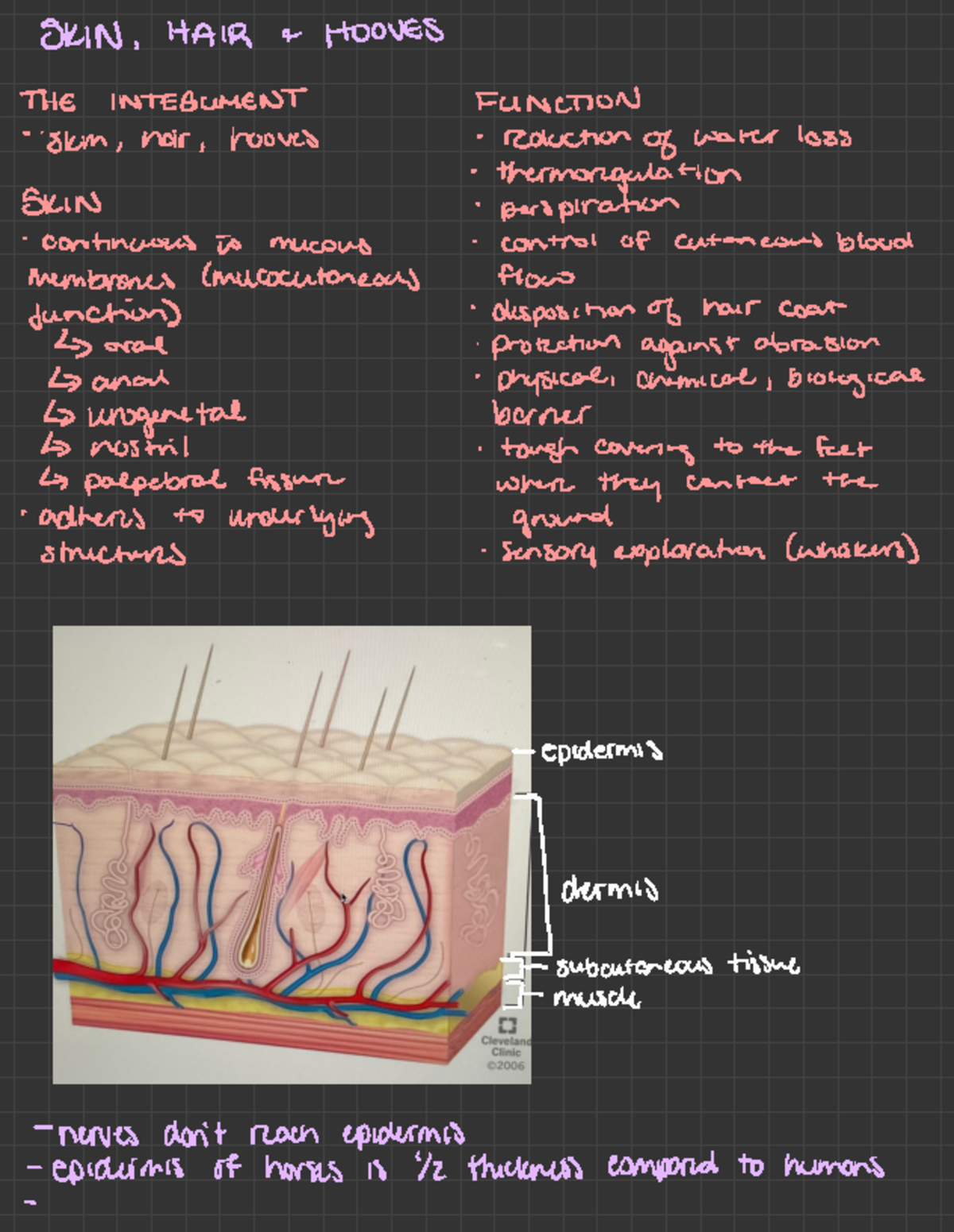 Week 4 - Skin, Hair and Hooves handwritten lecture notes - SKIN , HAIR ...