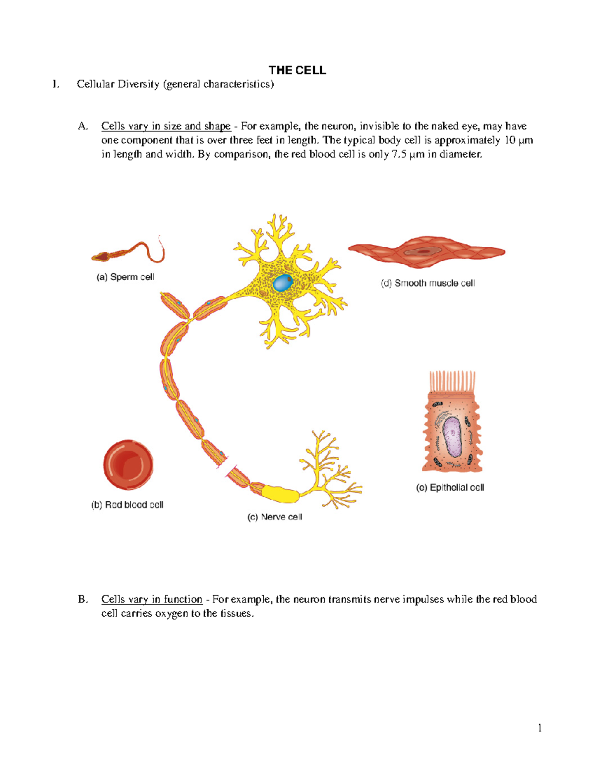 Cell Structures - THE CELL I. Cellular Diversity (general ...