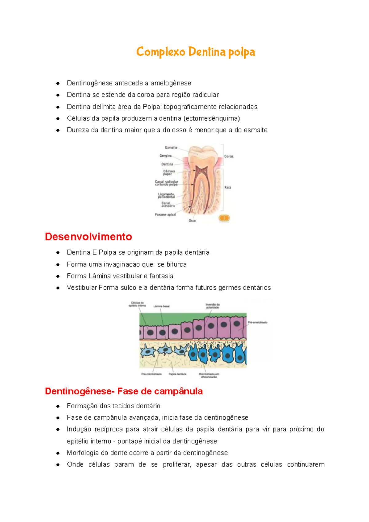 Complexo Dentina Polpa - Complexo Dentina polpa Dentinogênese antecede ...