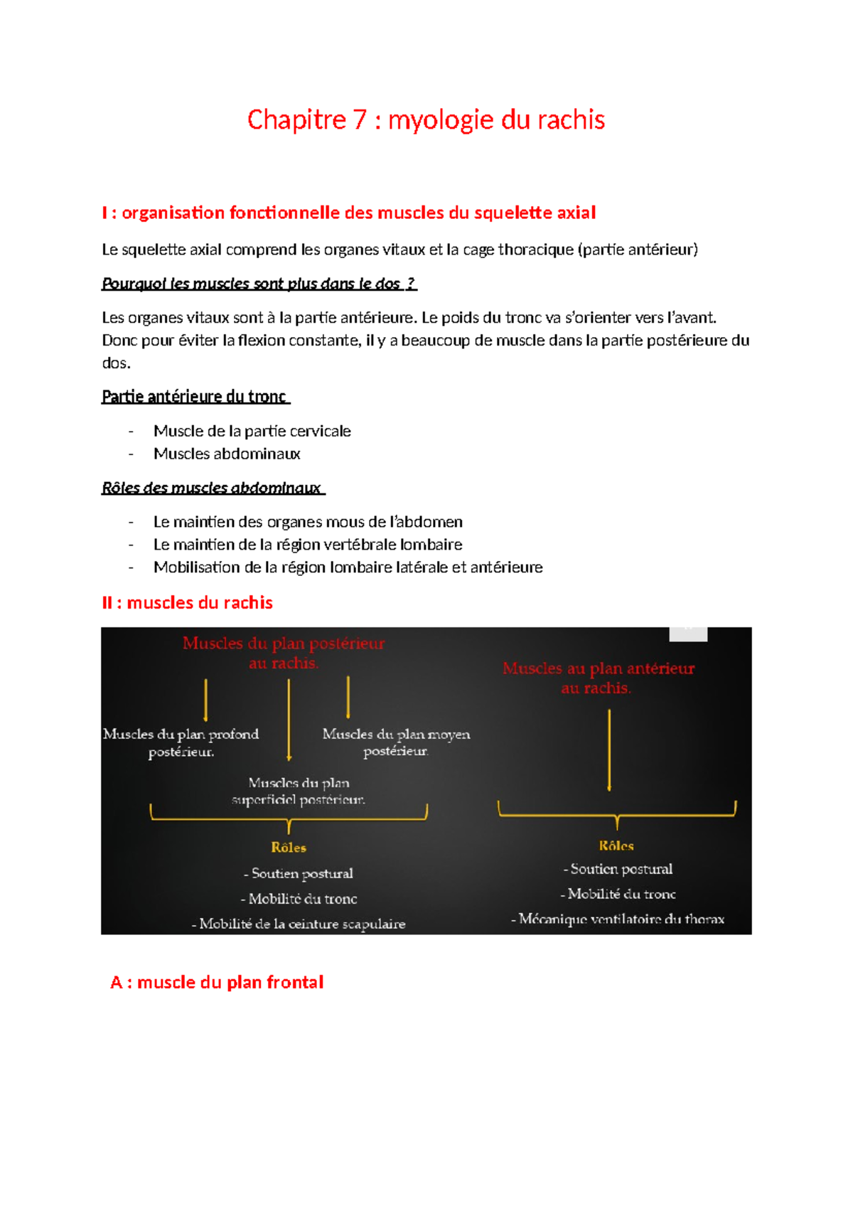 Chapitre 7 - L1 S2 - Chapitre 7 : myologie du rachis I : organisation ...