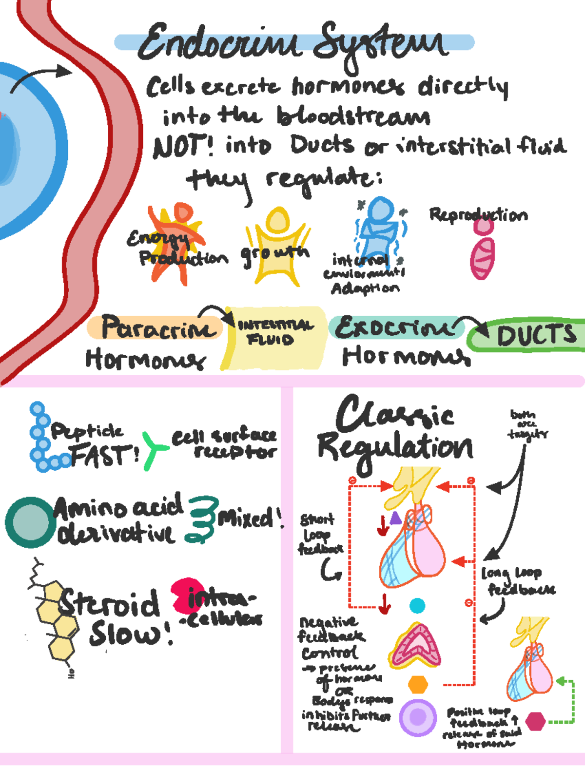 Endocrine system - osu psych 14 - Endocrine System Cells excrete ...