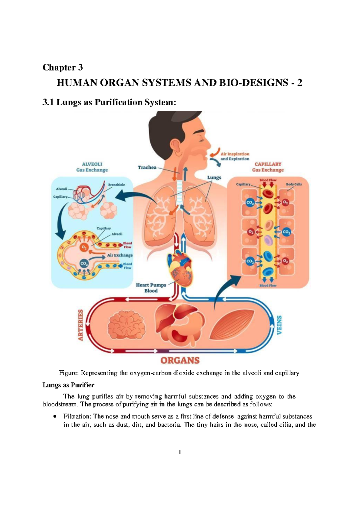 Module 3 Biology for Engineers - Chapter 3 HUMAN ORGAN SYSTEMS AND BIO ...
