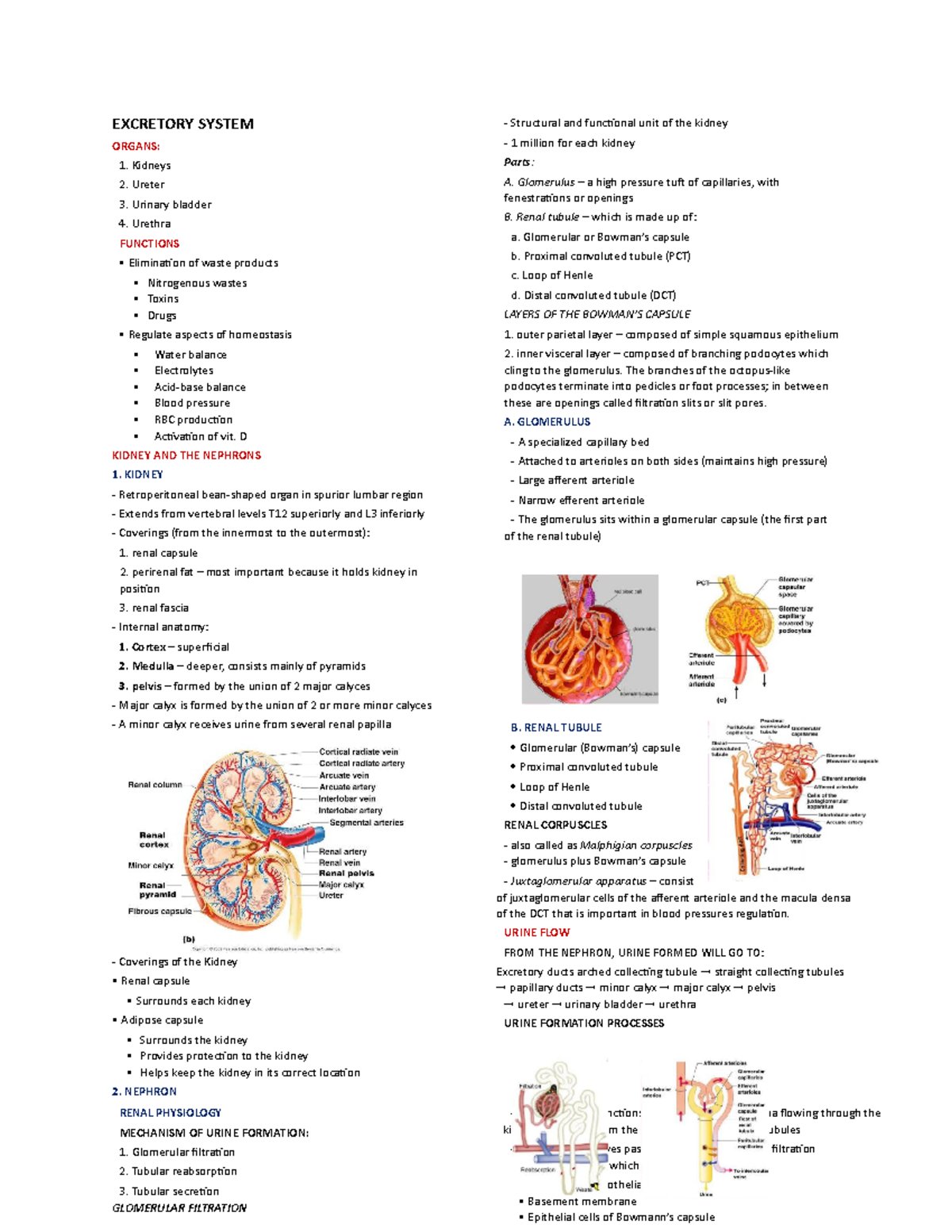 Excretory System - notes - EXCRETORY SYSTEM ORGANS: Kidneys Ureter ...