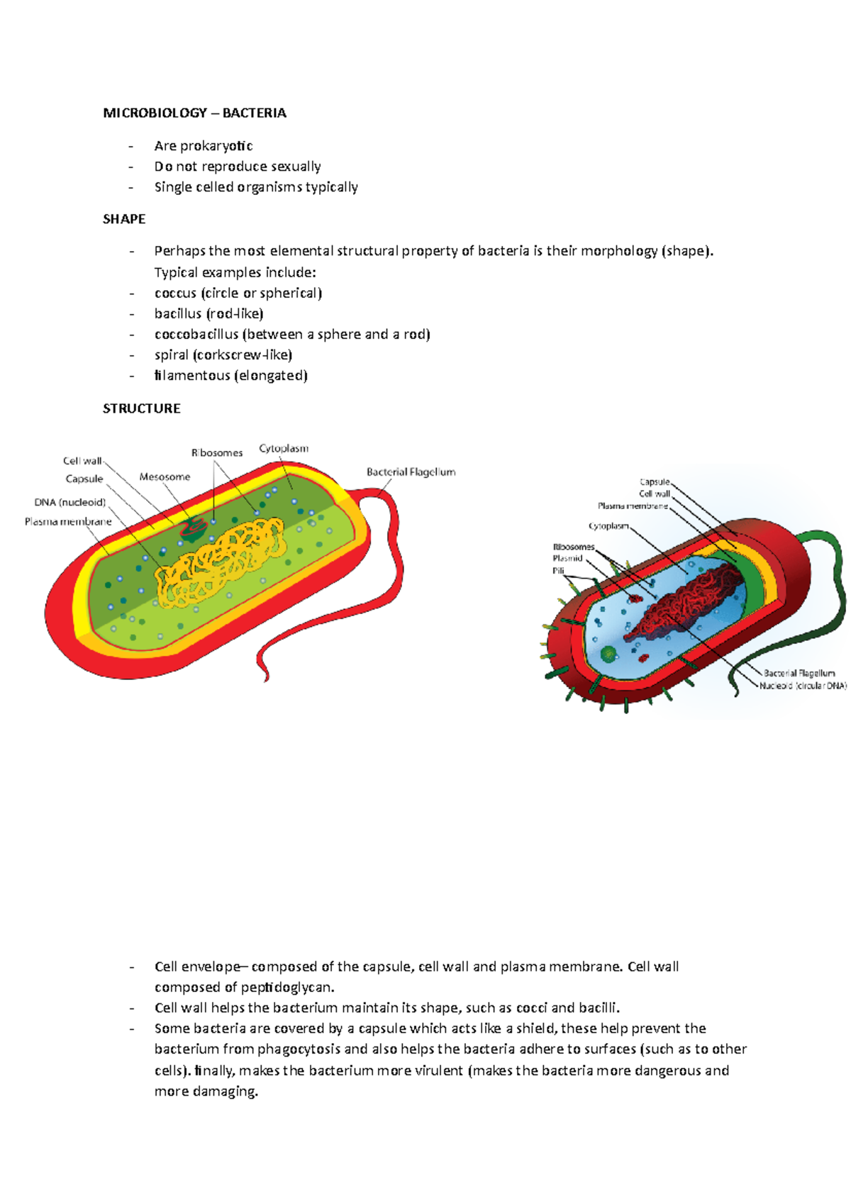 Bacteria, fungi and viruses - MICROBIOLOGY – BACTERIA - Are prokaryotic ...