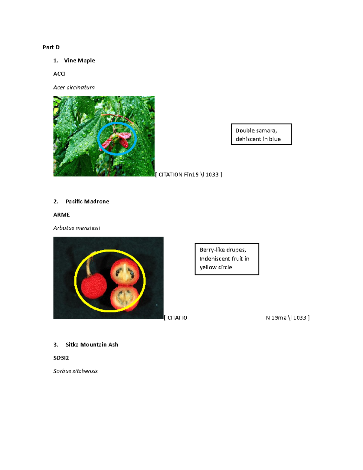 Part D Lab 6 This Is Part D Of My Lab Part D Vine Maple Acci Acer Circinatum Citation 2390