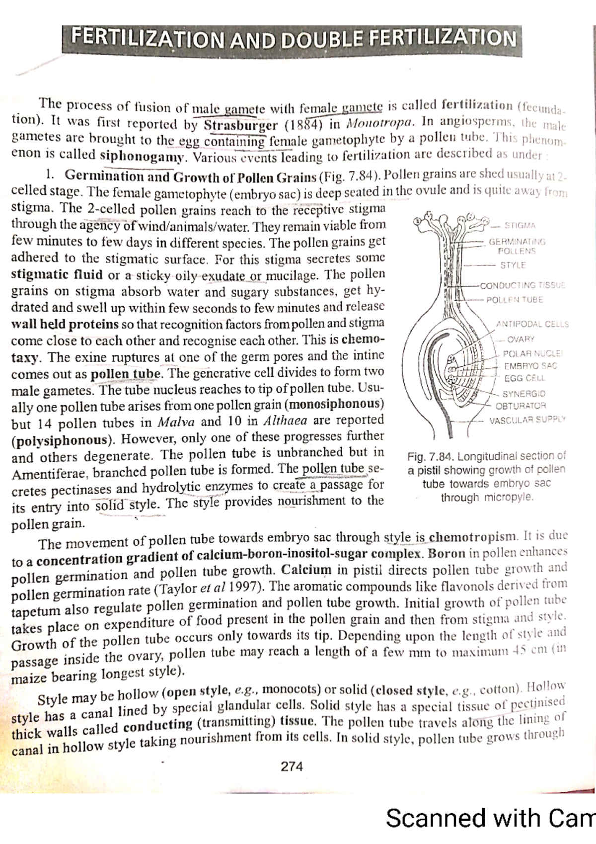Fertilization, Endosperm and Embryo - FERTILIZATION AND DOUBLE ...