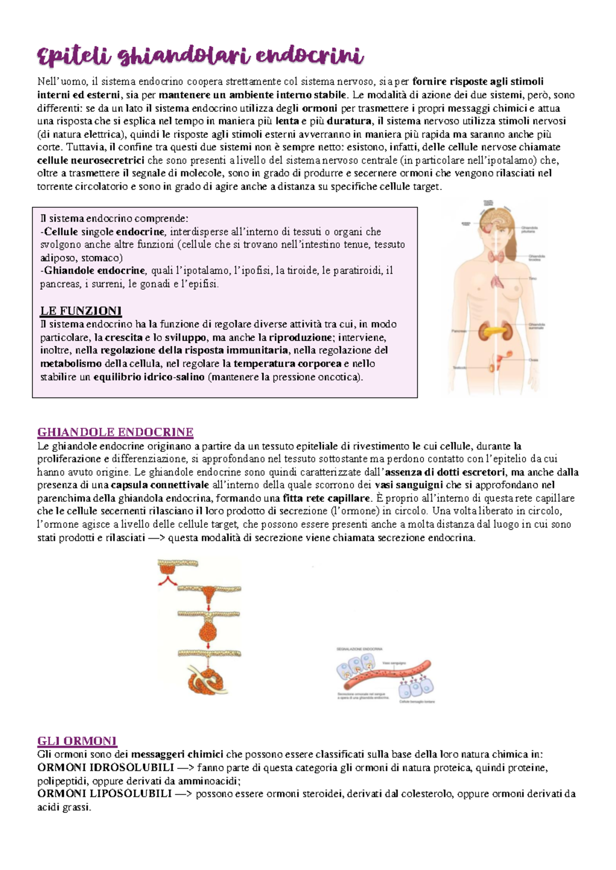 Epiteli ghiandolari endocrini - Epiteli ghiandolari endocrini Nell’uomo ...
