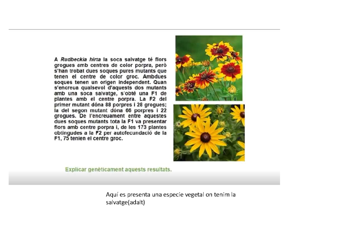 Explicacion ejercicio epistasia genetica. Es una actividad de grupo ...