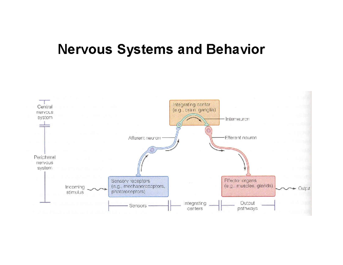 Ch 8 Nervous System - Lecture notes ch 8 - Nervous Systems and Behavior ...