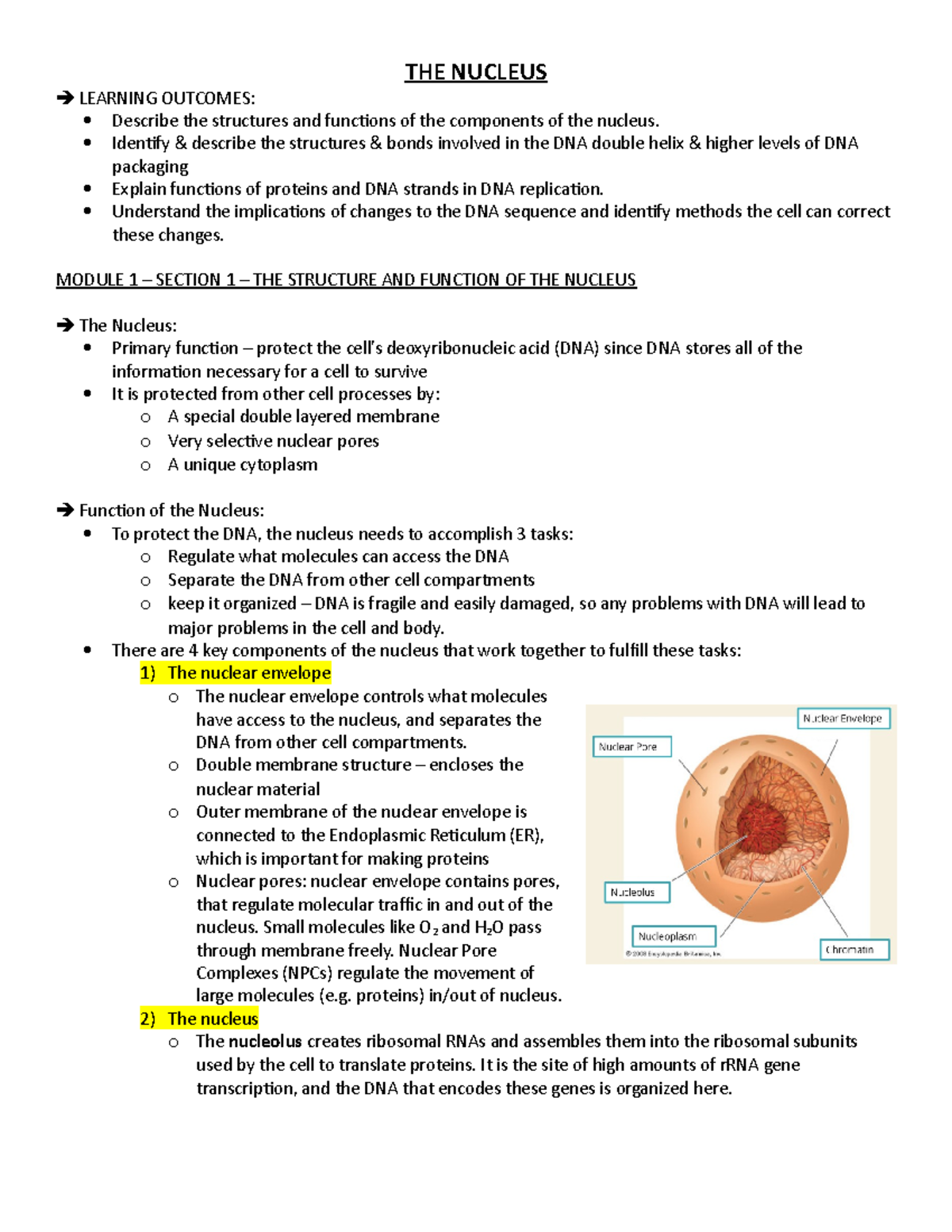 Module 2 - Nucleus - notes - THE NUCLEUS LEARNING OUTCOMES: Describe ...
