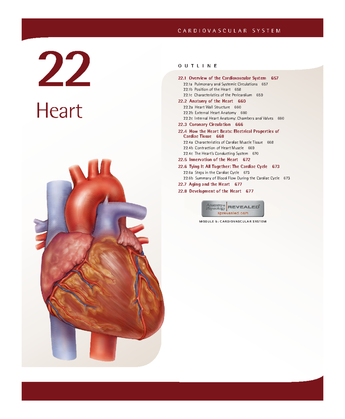 22. Heart - MODULE 9: CARDIOVASCUL AR SYSTEM 22 Overview of the ...