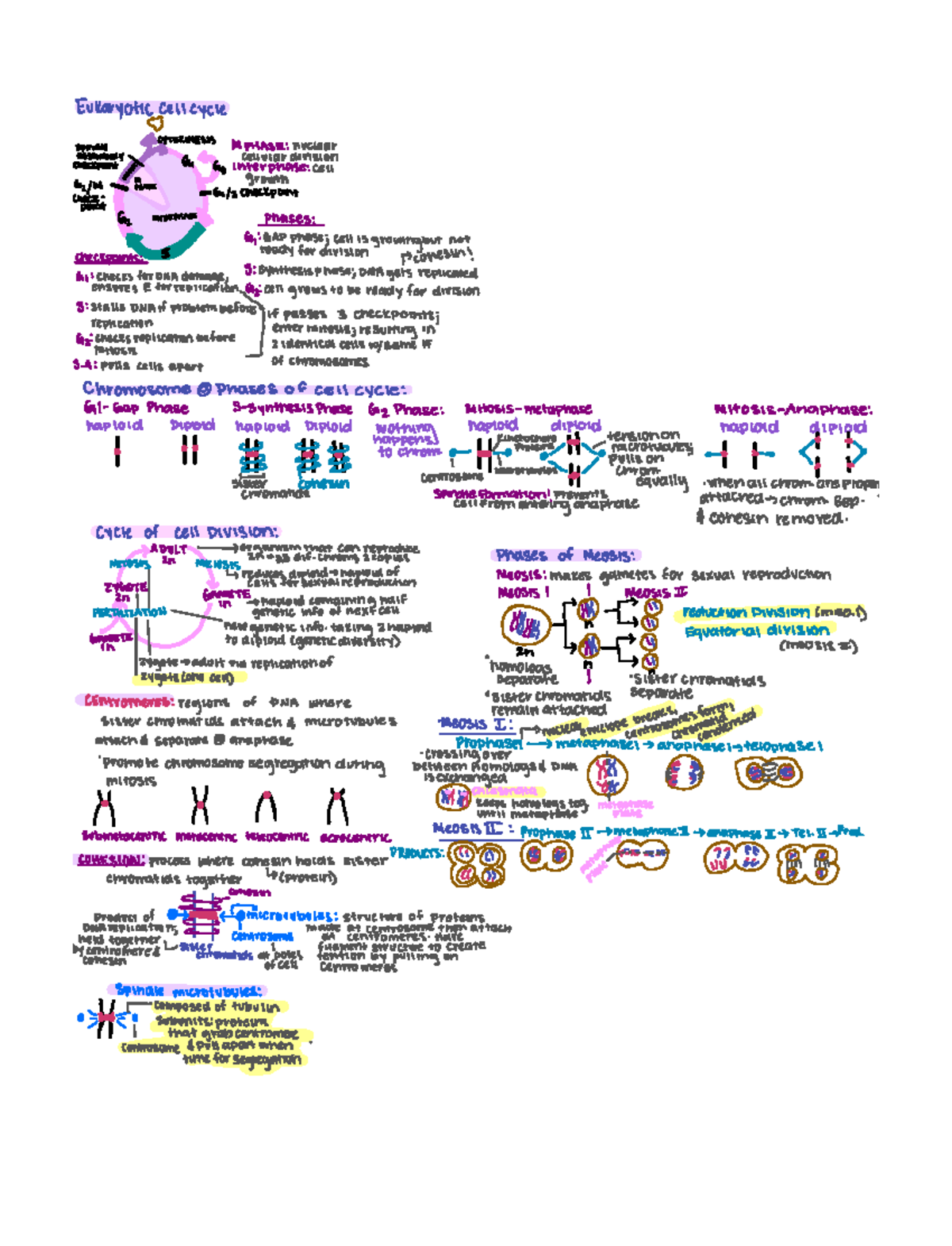 Eukaryotic Cell Cycle - KaryoticCellcycle 8 5 5 mncellulardivision ...