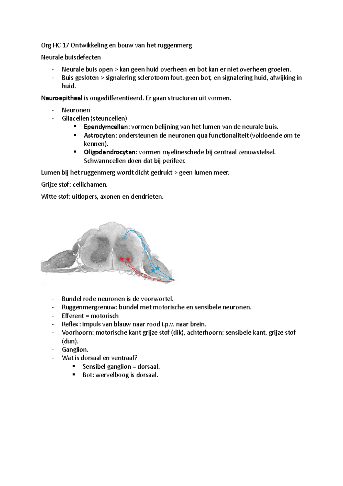 Org HC 17 Ontwikkeling en bouw van het ruggenmerg - Org HC 17 ...
