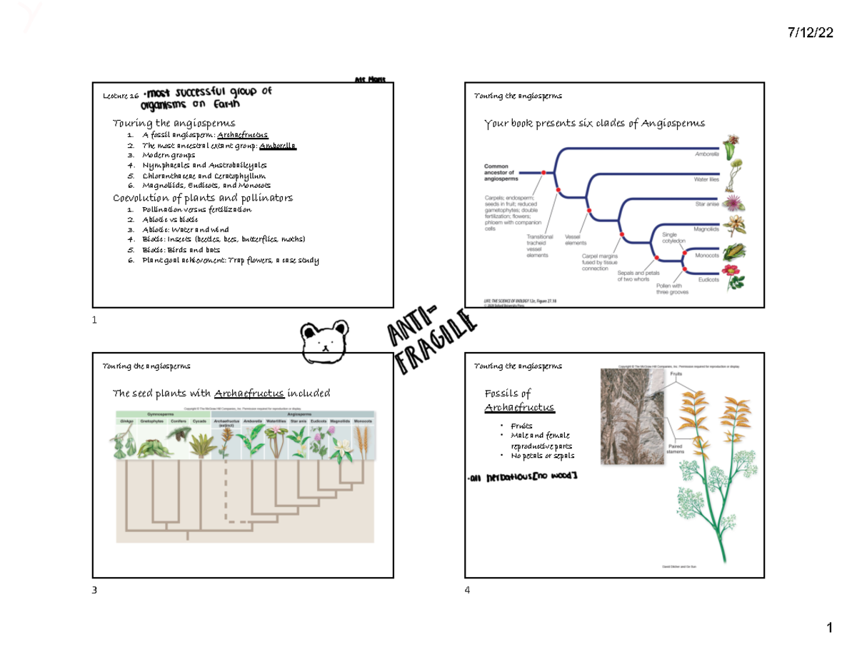 Lecture 16POST - Lecture 16 Touring the angiosperms 1. A fossil ...