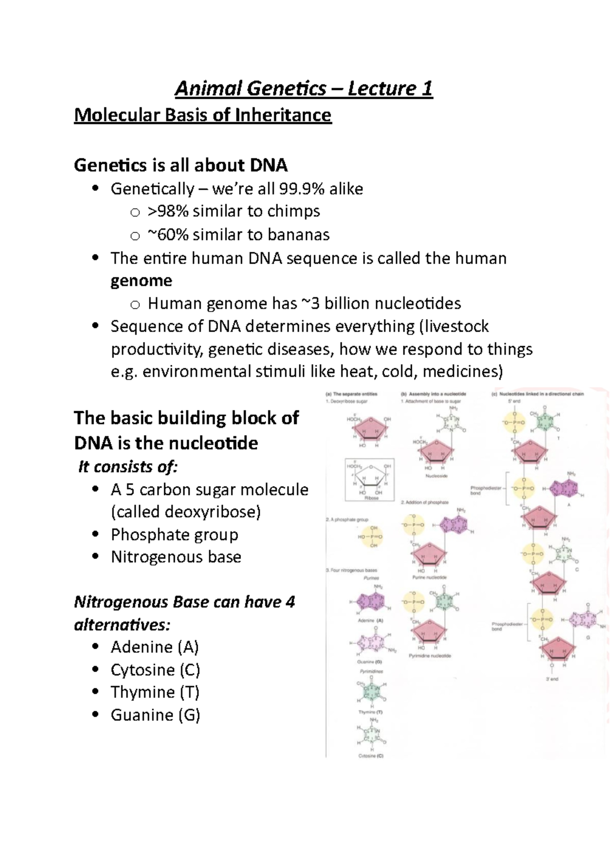 Animal Genetics Lecture 1 - Animal Genetics – Lecture 1 Molecular Basis ...