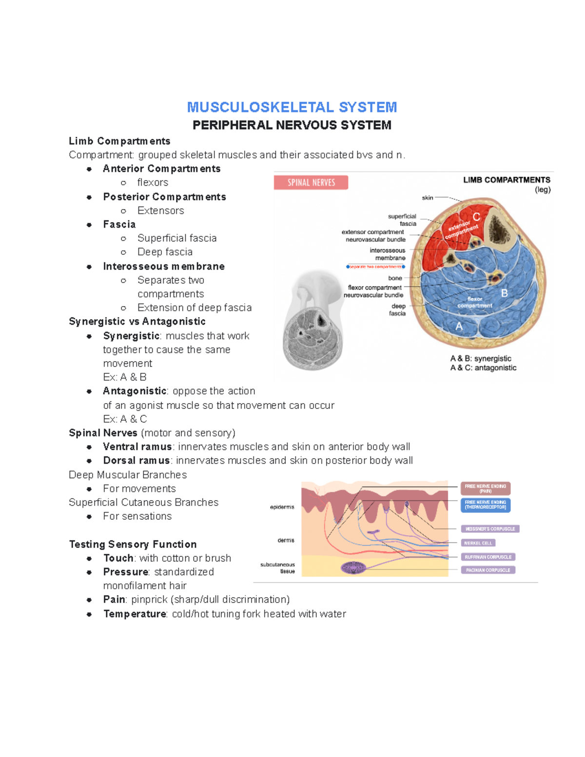 Anatomy Final EXAM Review - MUSCULOSKELETAL SYSTEM PERIPHERAL NERVOUS ...