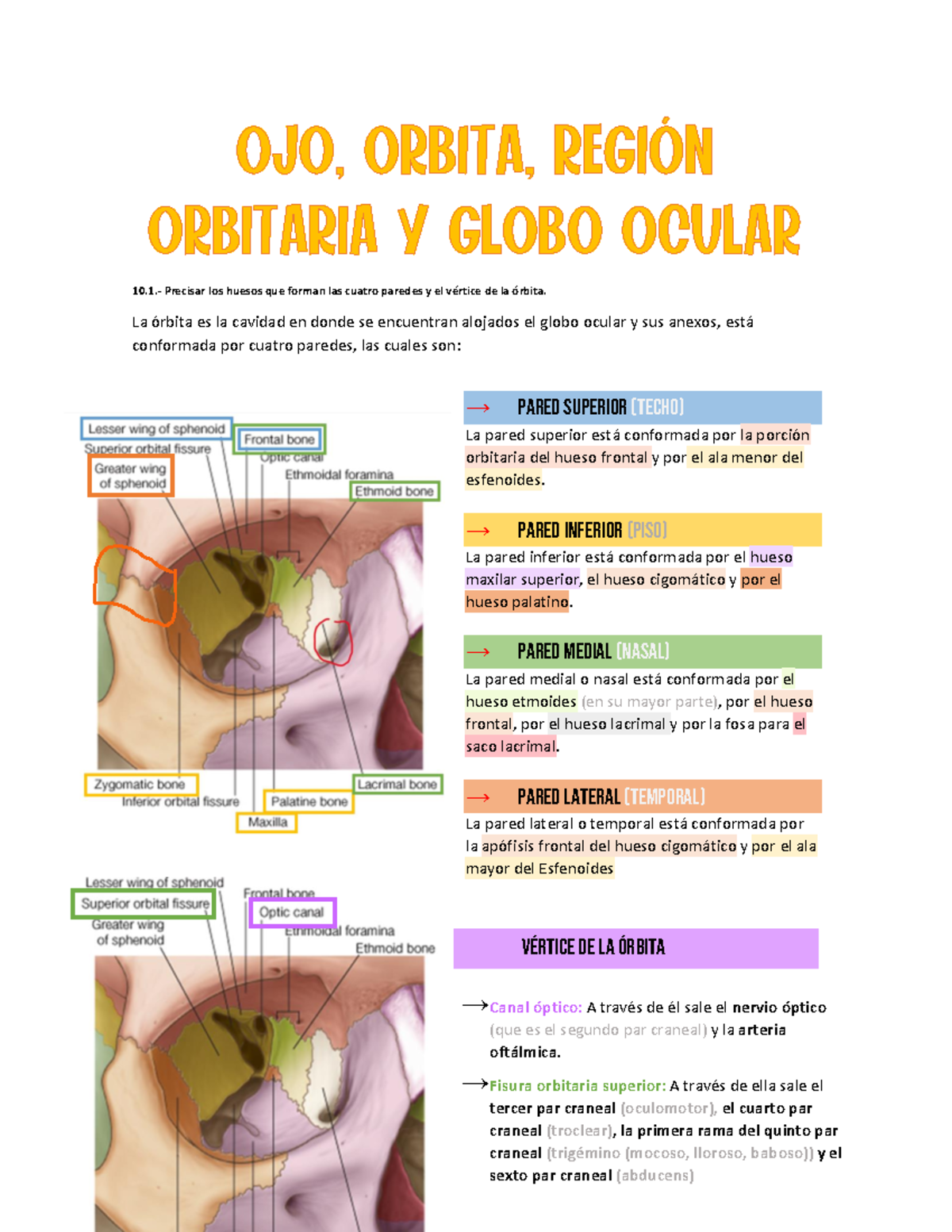 OJO - Apuntes completos de ojo anatomia - 10.- Precisar los huesos que ...