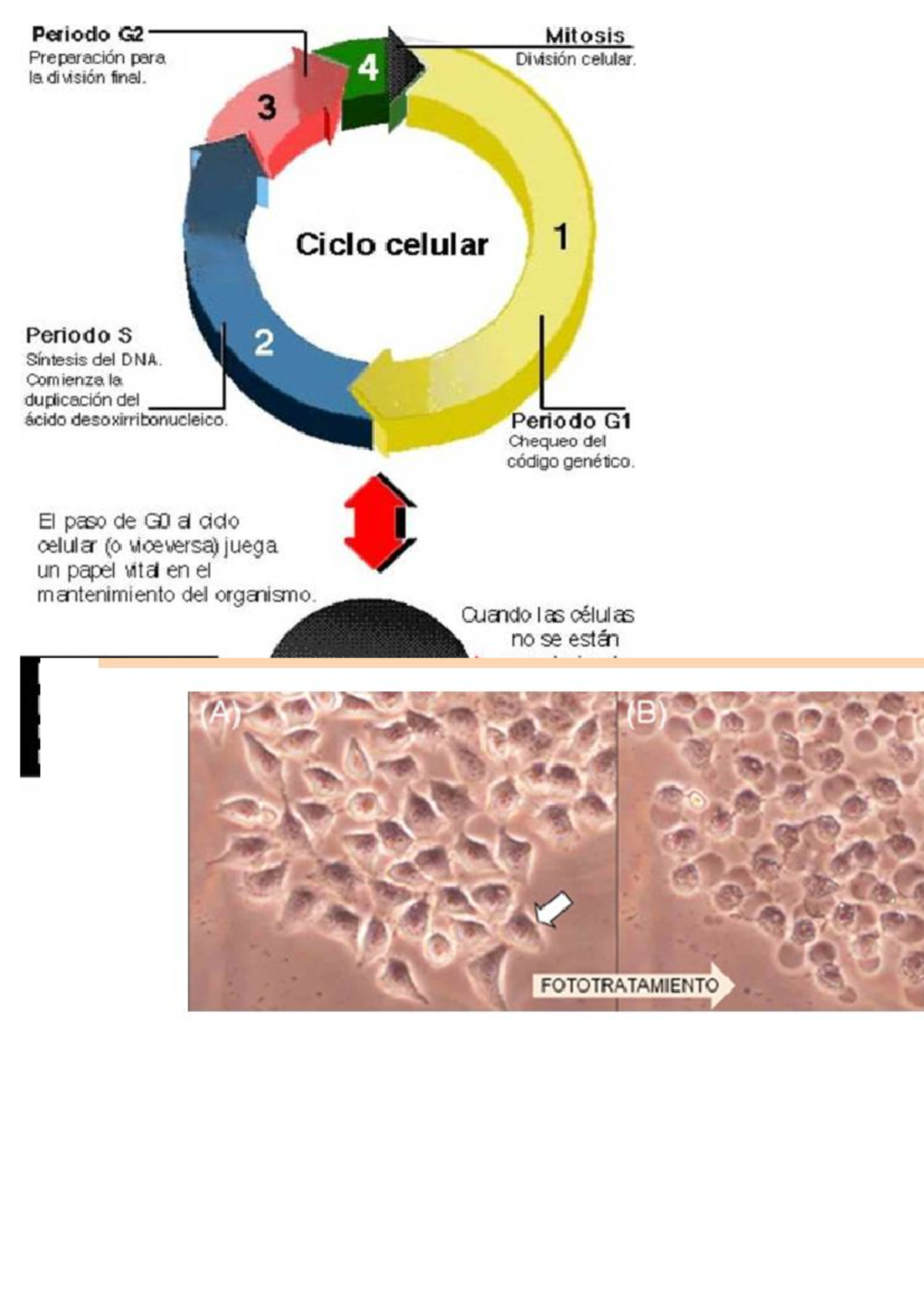 Mitosis - trabajo - Medicina I - Studocu