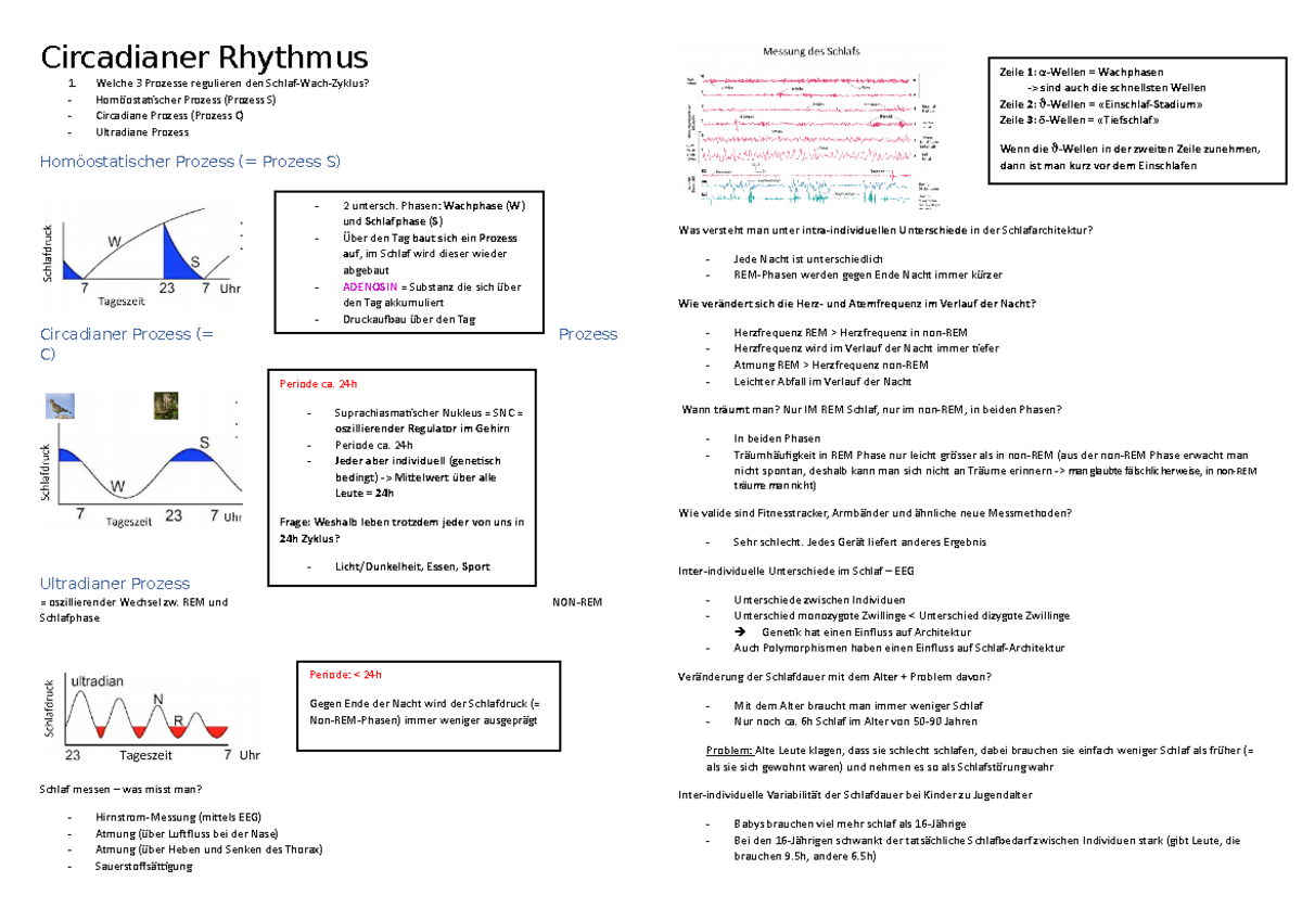 Circadianer Rhythmus - Zusammenfassung Anatomy and Physiology II ...