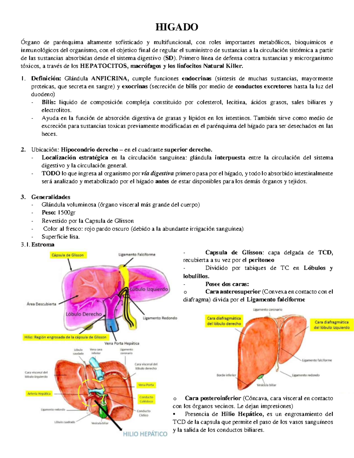 Histología del Hígado y Páncreas - HIGADO Órgano de parénquima ...