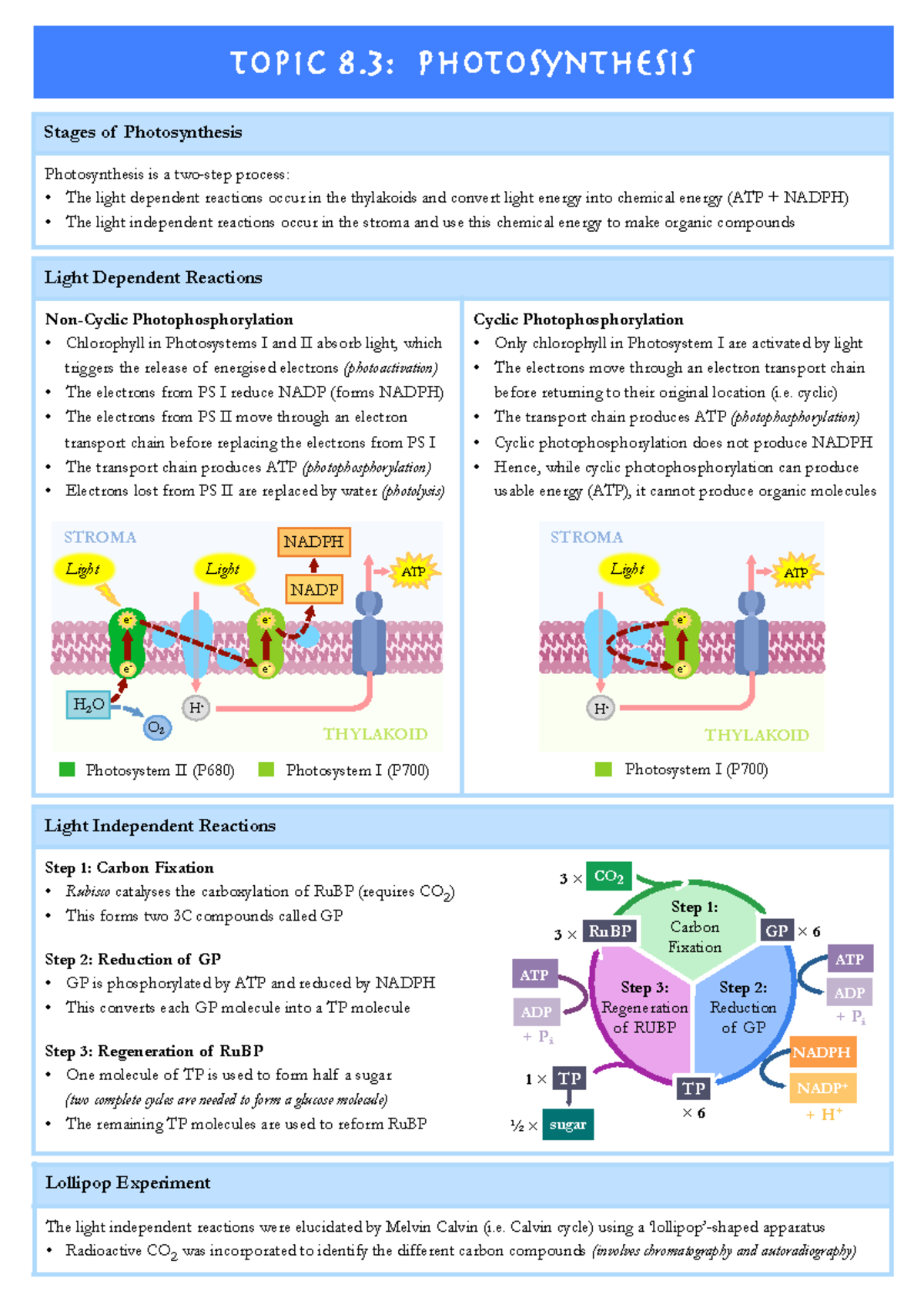 8.3 Photosynthesis - Notes - Topic 8: PHOTOSynTHESIS Stages of ...