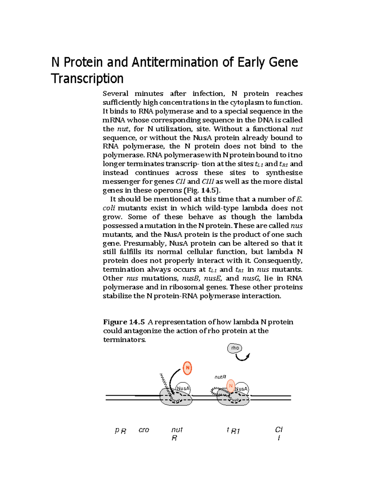 N Protein and Antitermination of Early Gene Transcription - N Protein ...