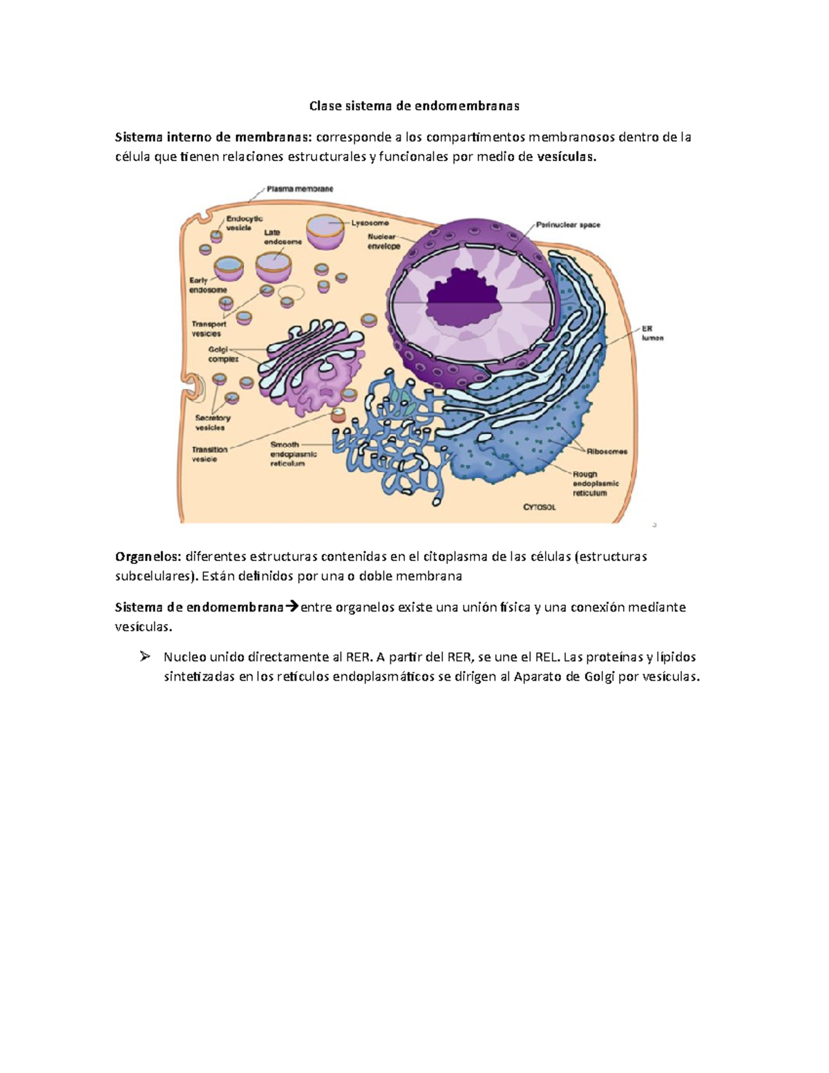 Clase sistema endomembrana - Clase sistema de endomembranas Sistema ...