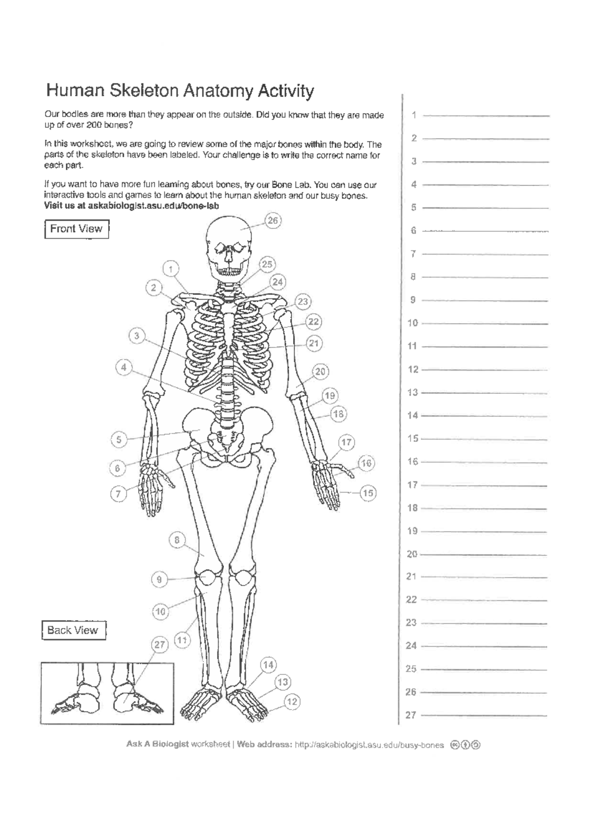 Year 11 Pdhpe Diagrams - Human Skeleton Anatomy Activity Our bodies are ...