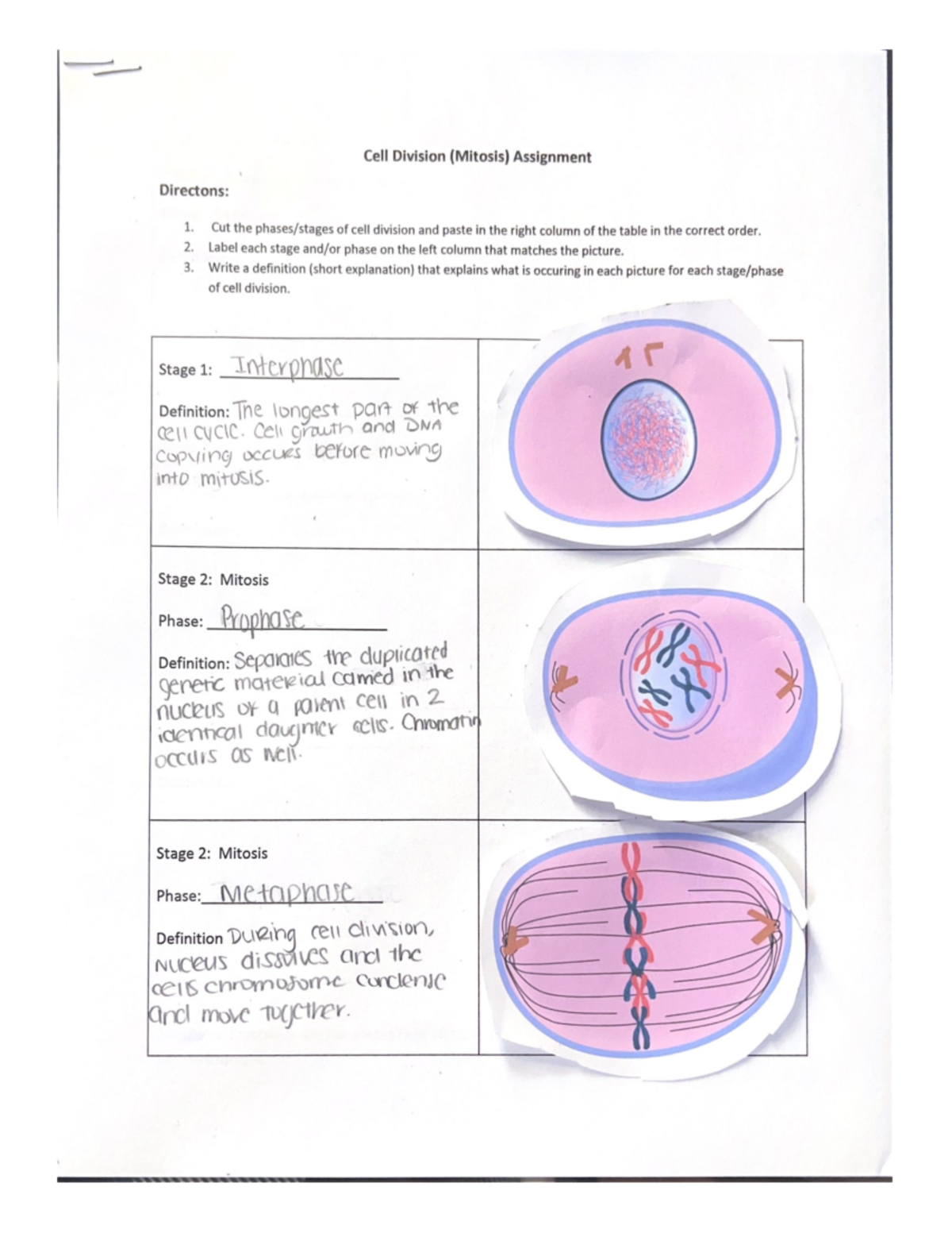 Cell Division (Mitosis) Assignment - BIO 101 - Studocu