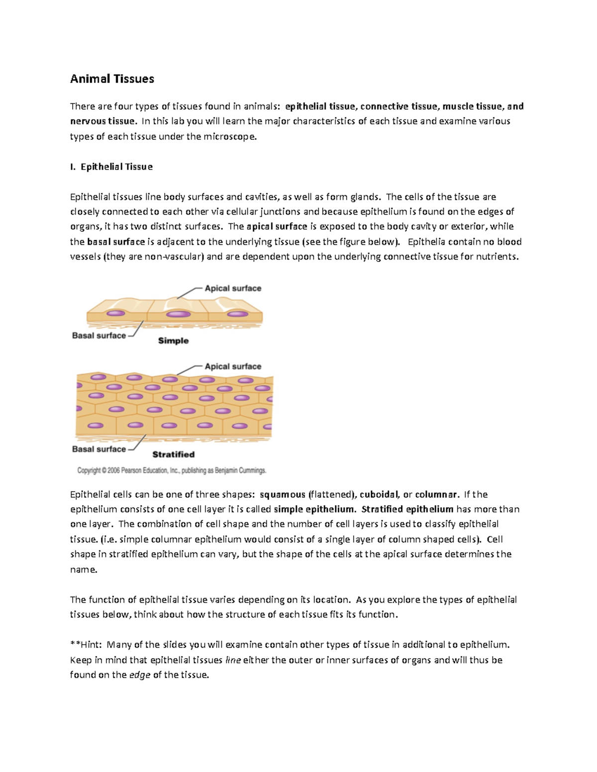 Types Of Epithelial Tissue In Animals