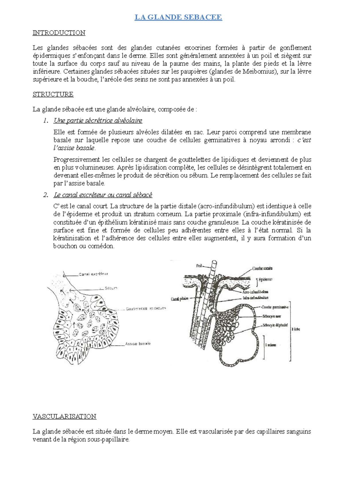 Glande Sebacee - LA GLANDE SEBACEE INTRODUCTION Les glandes sébacées ...