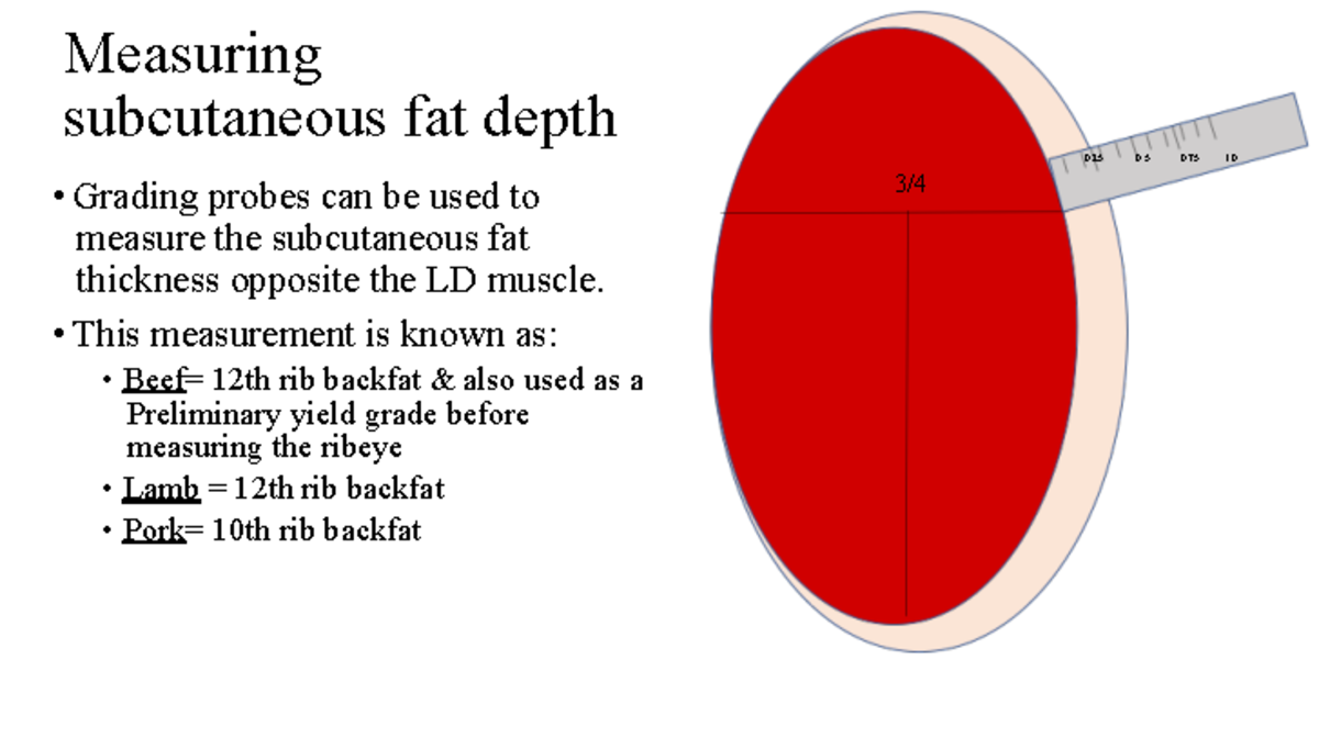 Carcass Evaluation(3) 5 LAB - Measuring subcutaneous fat depth ...