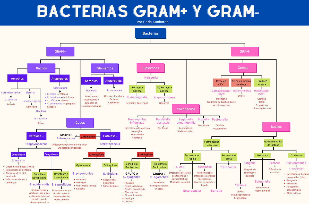Esquema de bacterias - Bacterias GRAM+ GRAM- Bacilos Cocos Filamentos Fermenta maltosa ####### N ...