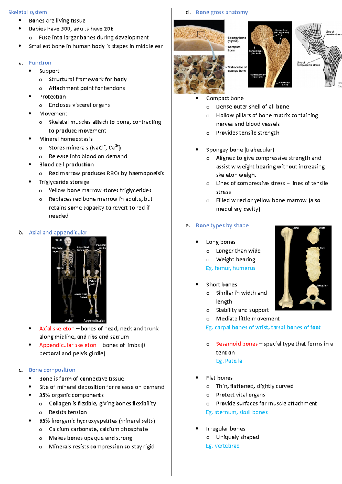 Lecture 19 - Skeletal system and bones - Skeletal system Bones are ...