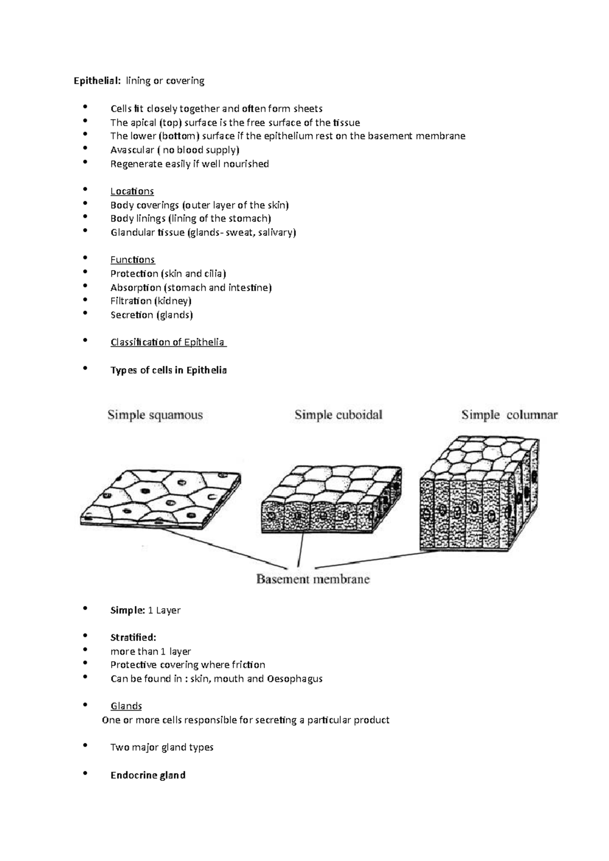 Body-tissue - basics of body tissue composure - Epithelial: lining or ...