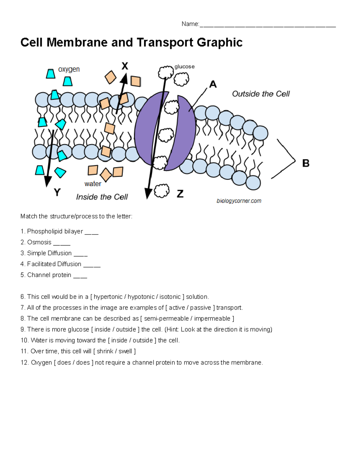 Cell Transport Graphic - Name ...